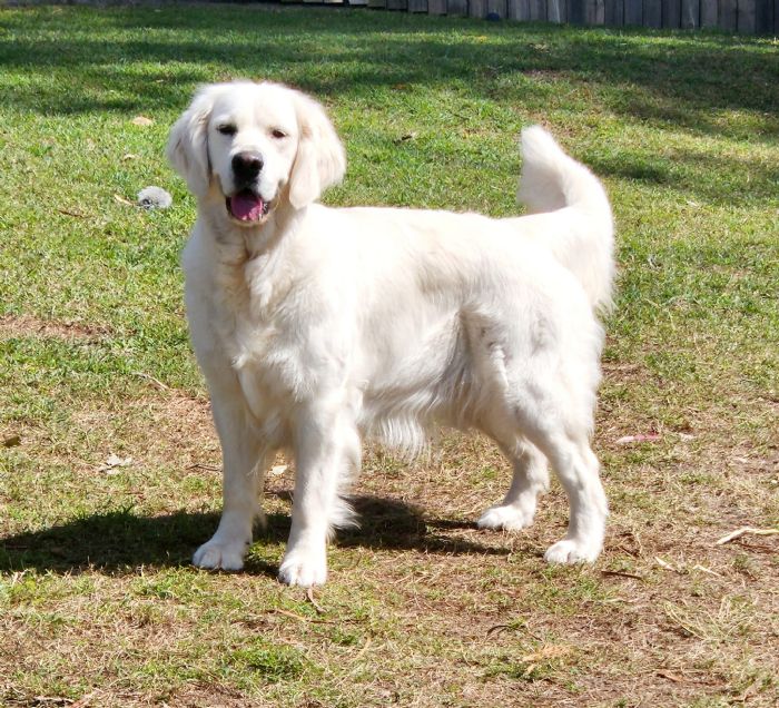 IKENTRIEVE GOLDEN RETRIEVERS