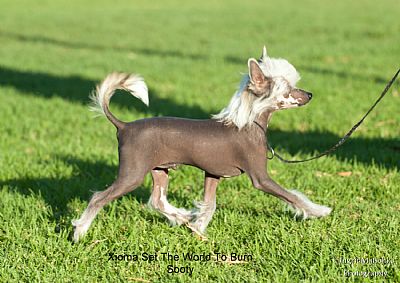 Xioma Kennels