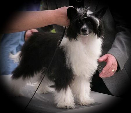 Xioma Kennels