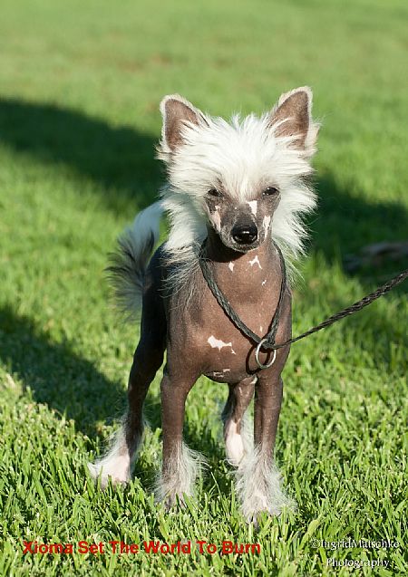 Xioma Kennels